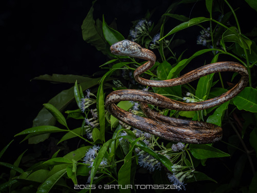 Philippine Blunt-headed Tree Snake (Boiga angulata) · iNaturalist