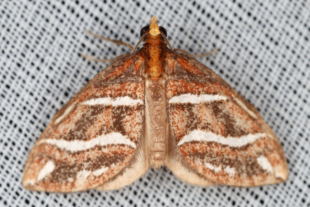 Geometer Moths from Philippines, Zambales, Tapulao (Camp II) on January ...
