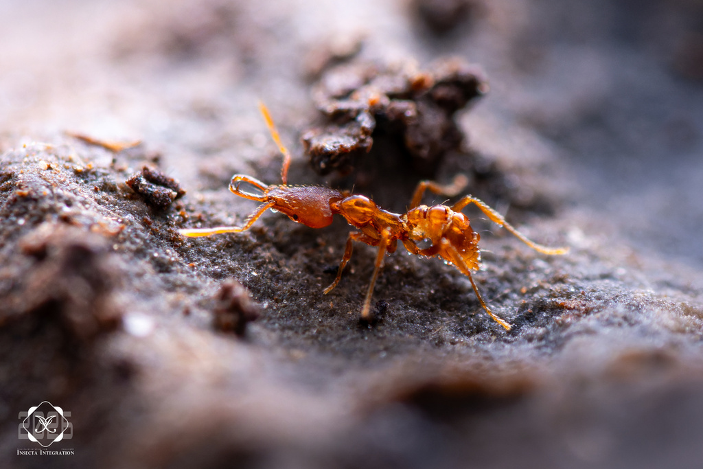 Lewis’ Pygmy Snapping Ant from 中国江苏省镇江市句容市 on January 3, 2026 at 04:03 ...