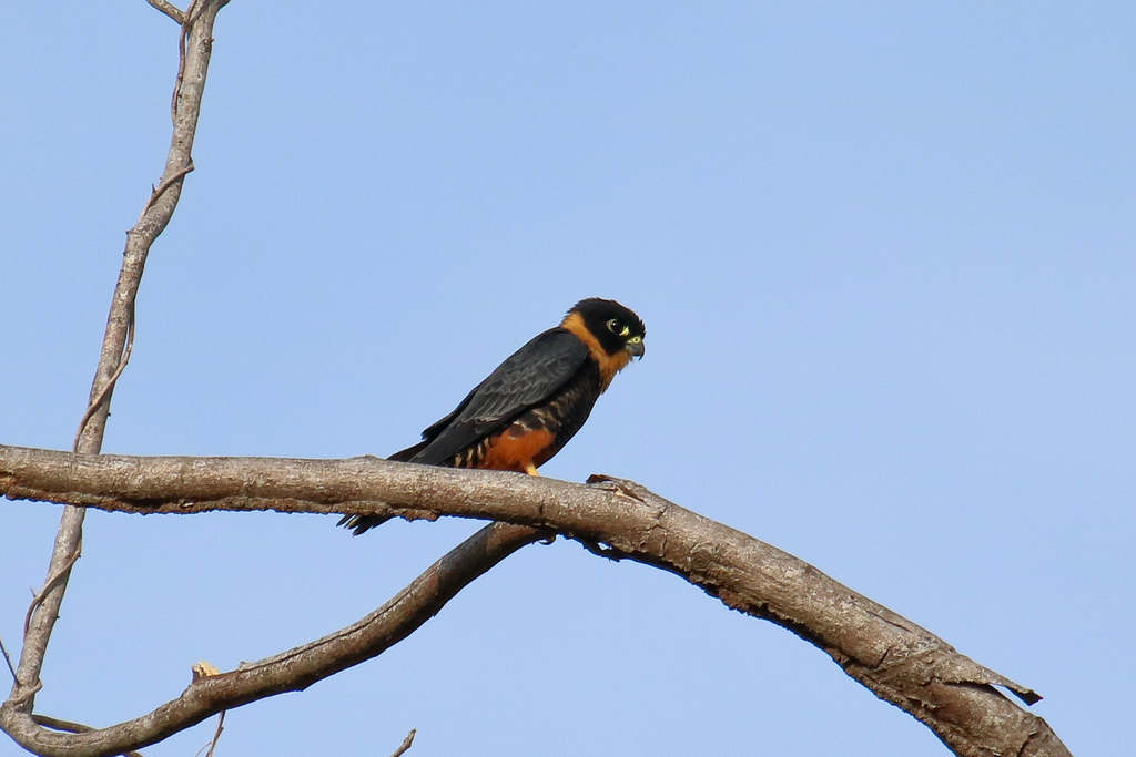 Bat Falcon from Santarém - PA, Brasil on January 17, 2020 by Ingrid ...