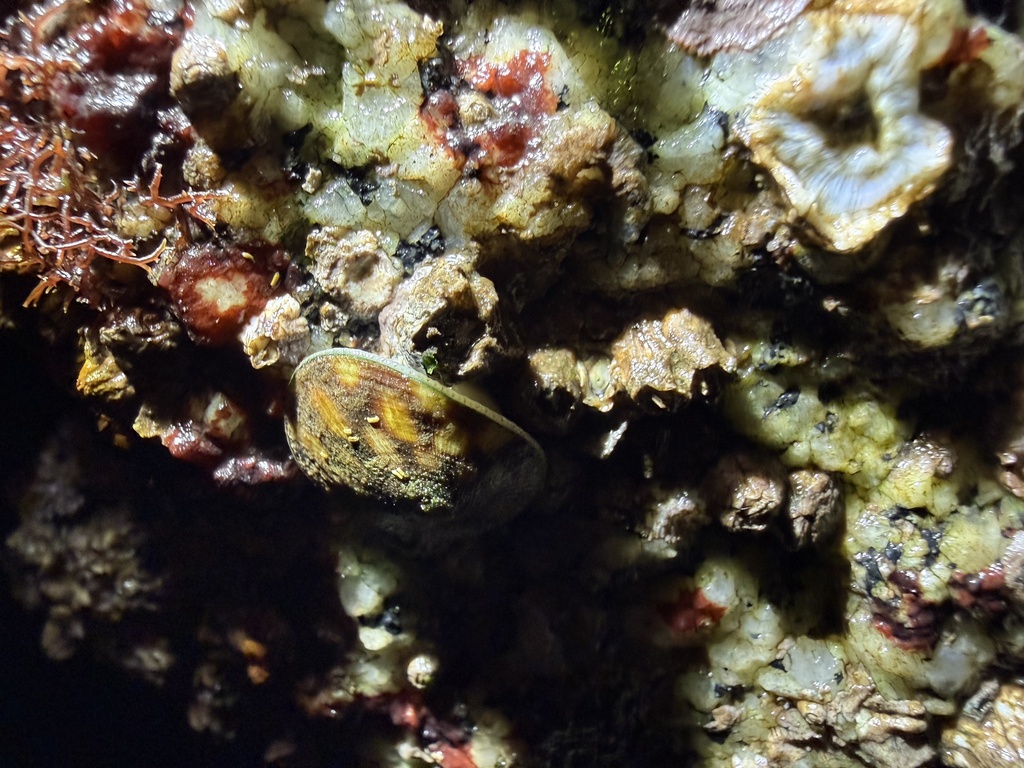Plate Limpet from Vashon Island, Vashon, WA, US on January 2, 2026 at ...