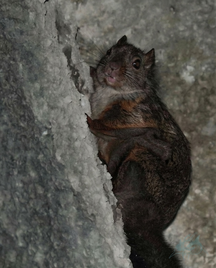 Complex-toothed Flying Squirrel in June 2025 by MakoPisces (Adrian Ng ...