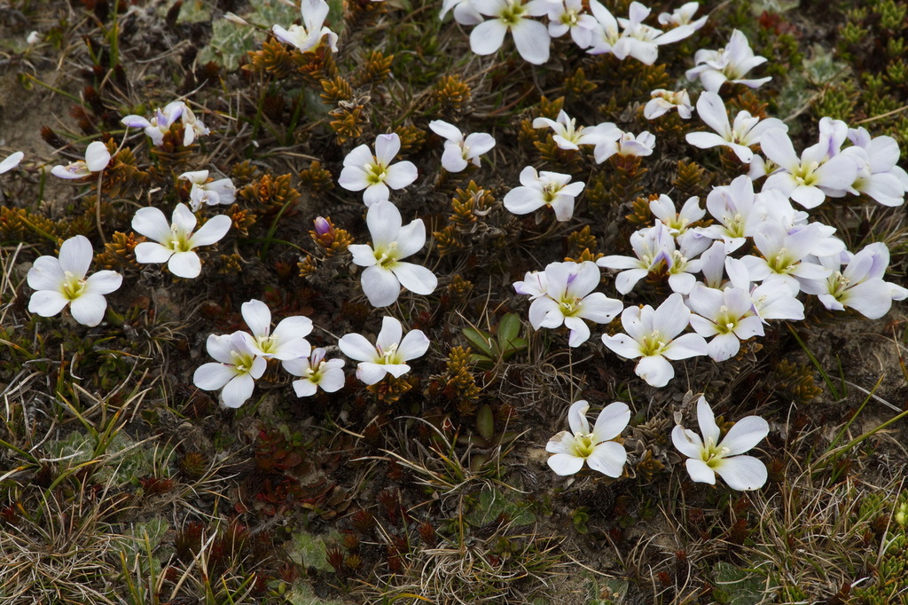 Veronica densifolia from Old Woman Range, , New Zealand on January 13 ...