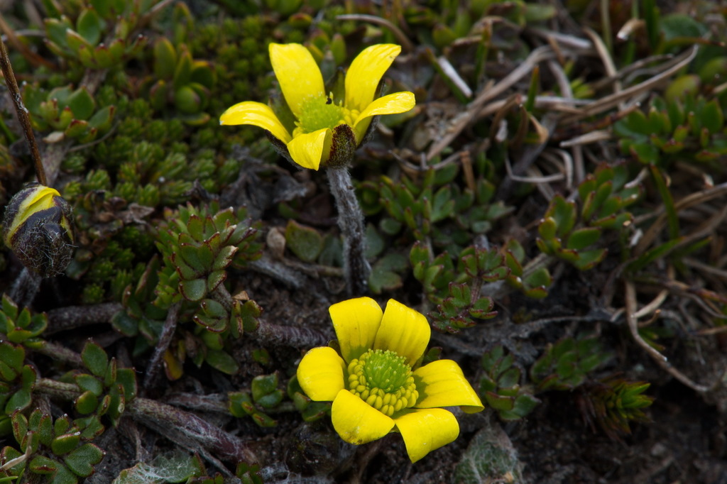 buttercups from Old Woman Range, , New Zealand on January 13, 2020 at ...