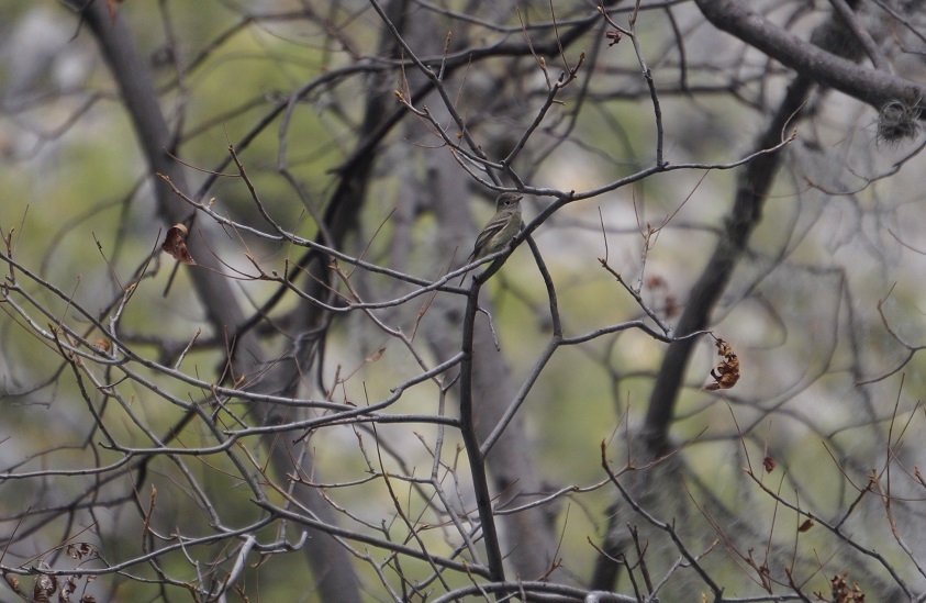 Tyrant Flycatchers from La Ciénega de González, N.L., México on January ...