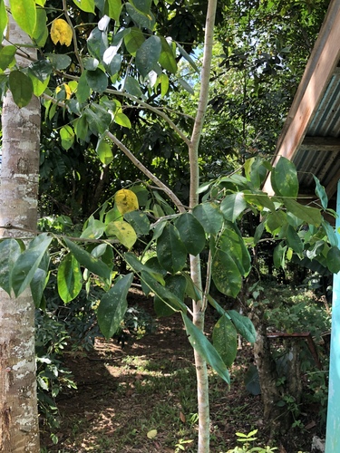 Afzelia rhomboidea · iNaturalist