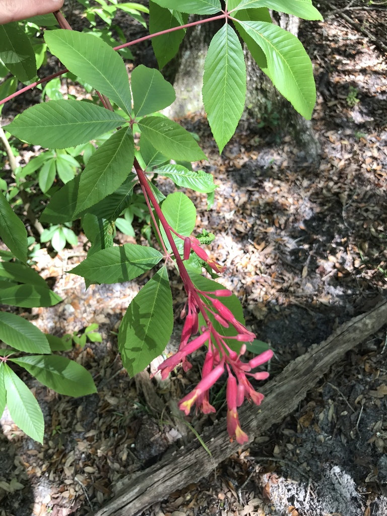 Red Buckeye from Levy County, FL, USA on March 06, 2019 at 02:47 PM by ...