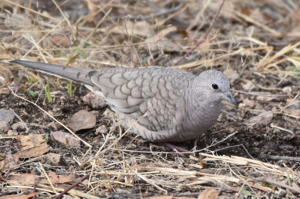 Inca Dove from Santa Cruz County, AZ, USA on January 4, 2026 at 01:02 ...