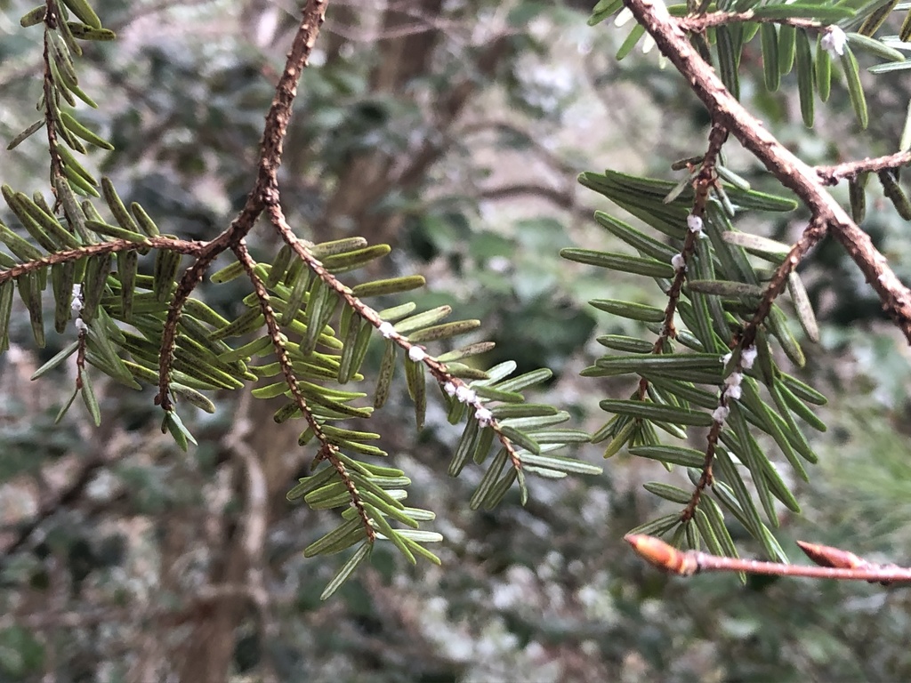 Carolina hemlock in January 2020 by Johnny Wilson · iNaturalist