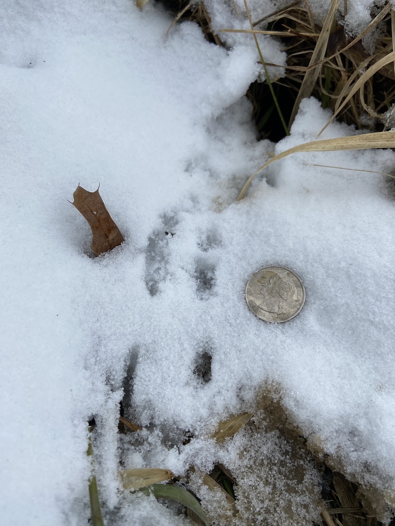 Meadow Vole from Slippery Rock, PA, US on January 28, 2020 at 11:15 AM ...