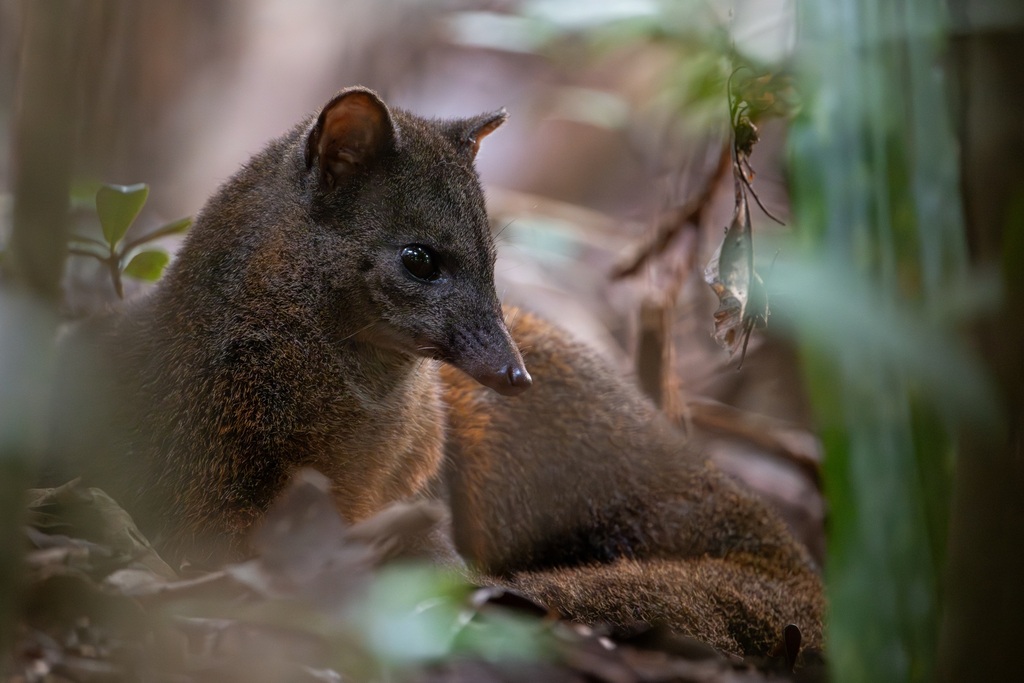 Falanouc in October 2025 by Joshua Bergmark | Ornis Birding Expeditions ...