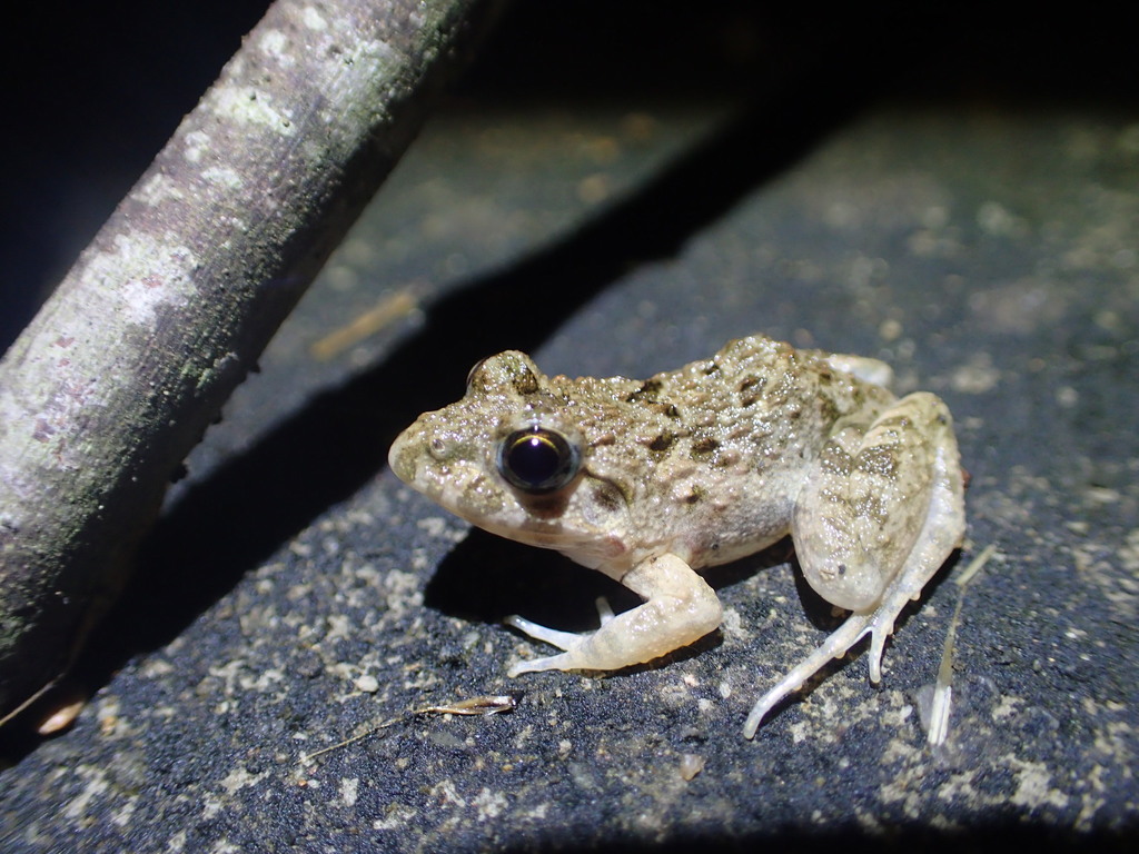 Paddy Field Frog from 中国广东省惠州市龙门县 on June 13, 2017 at 10:33 PM by HUANG ...