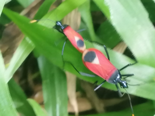 Dindymus sphaerocephalus · iNaturalist