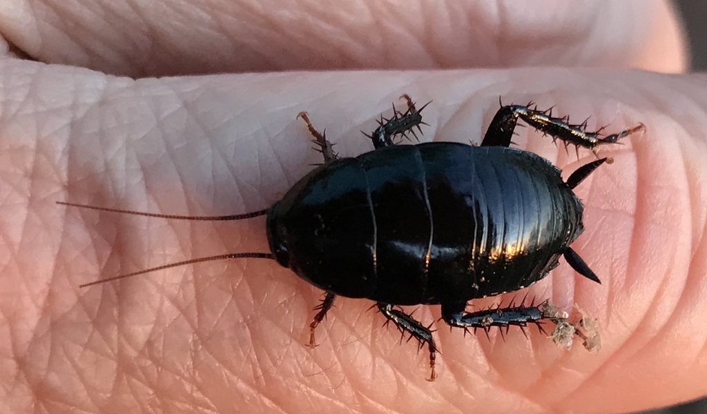 Household Cockroaches and Allies from Puntarenas Province, Costa Rica ...