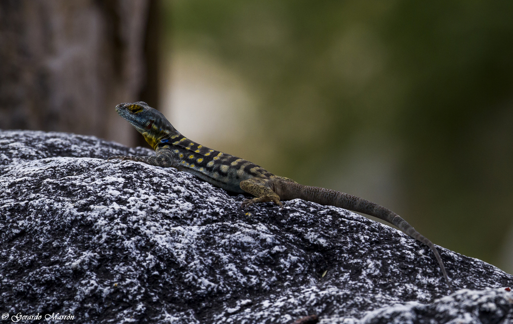 Baja California Rock Lizard from Presa Agua Caliente on November 15 ...