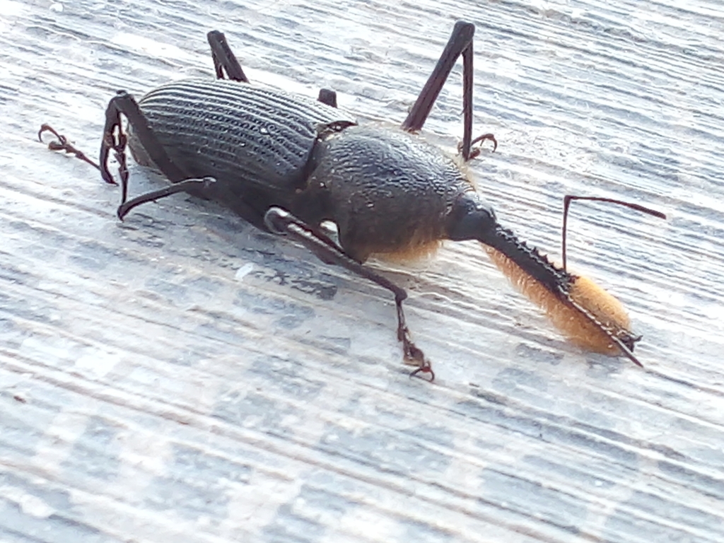Bearded Weevil from Hunucmá, MX-YU, MX on January 31, 2020 at 09:00 AM ...