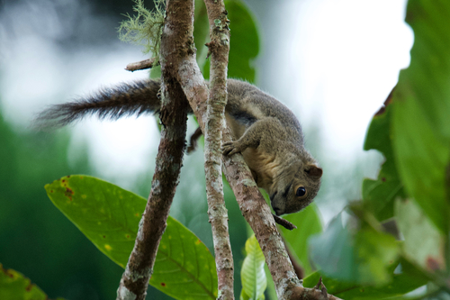 Sculptor Squirrel (Glyphotes simus) · iNaturalist