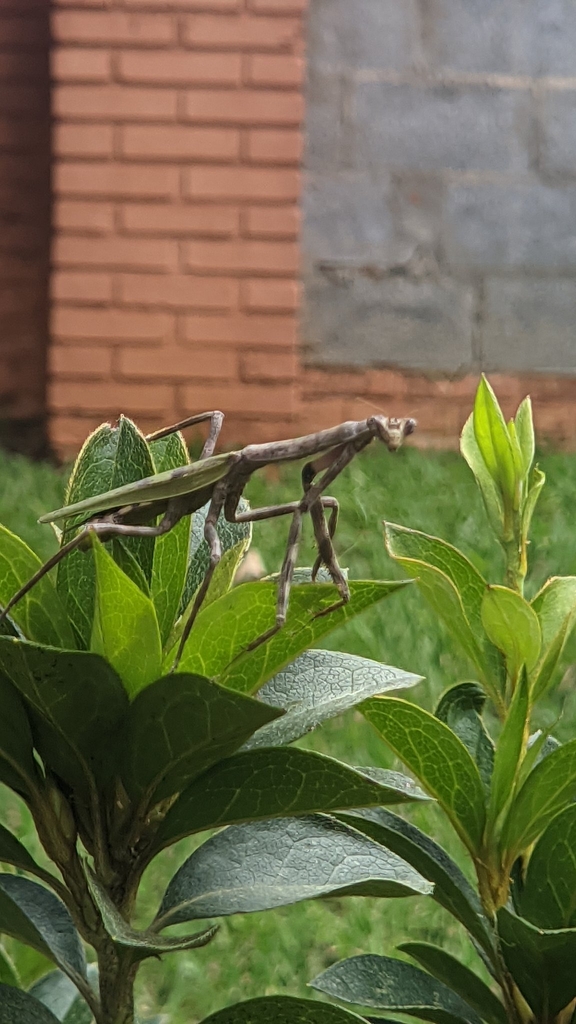 Pseudovates parallela from Rod. Ver. Geraldo Dias, 68600 - Jardim ...