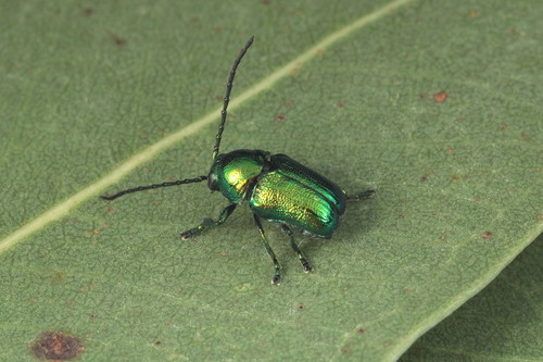 Aporocera jacksoni · iNaturalist