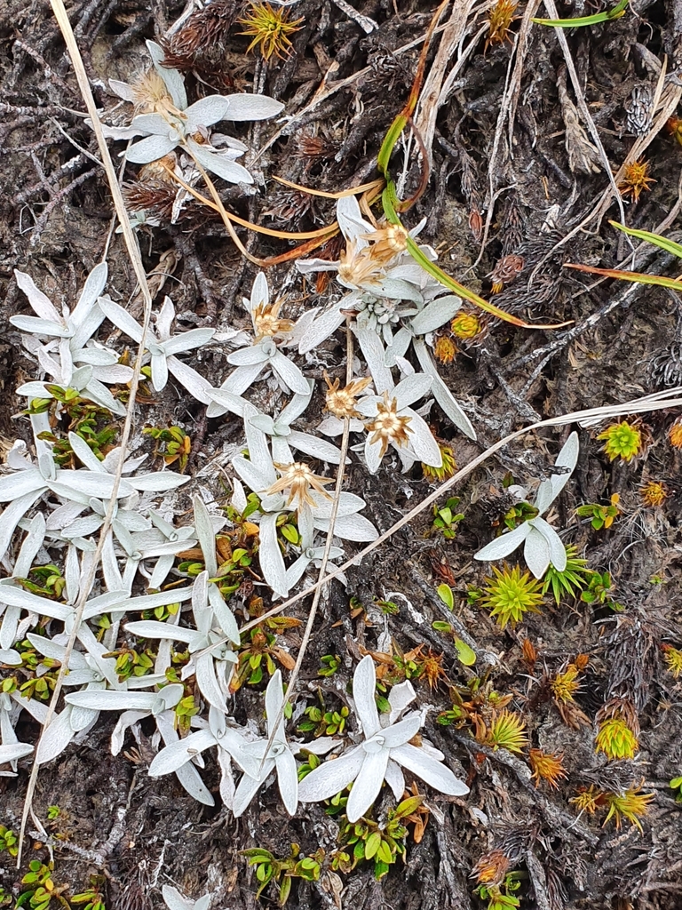 Euchiton traversii from Mesopotamia on February 01, 2020 at 02:36 PM by ...