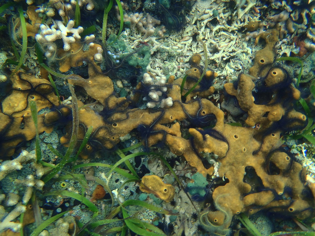 Cliona varians from Bocas del Toro, Panama on January 24, 2013 at 09:35 ...