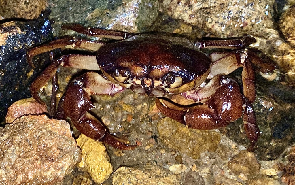 Mahatha from Kanneliya Rain Forest Reserve, Южная провинция, LK on ...