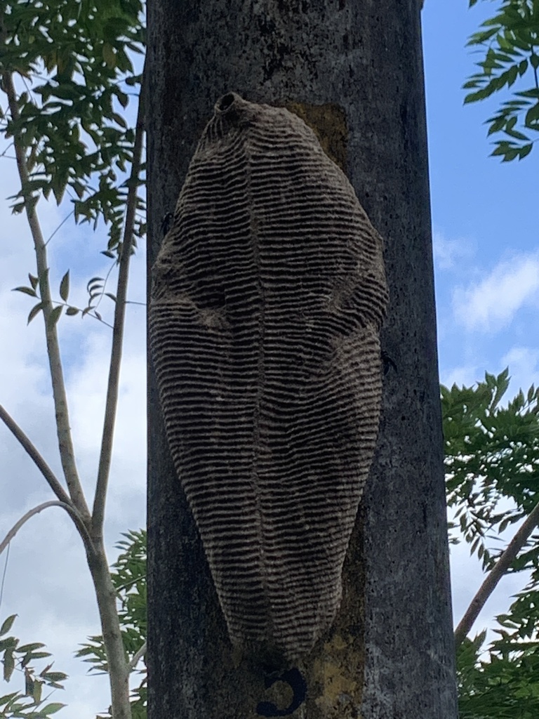 Northern Warrior Wasp from Lake Arenal, Tilaran, Guanacaste, CR on ...