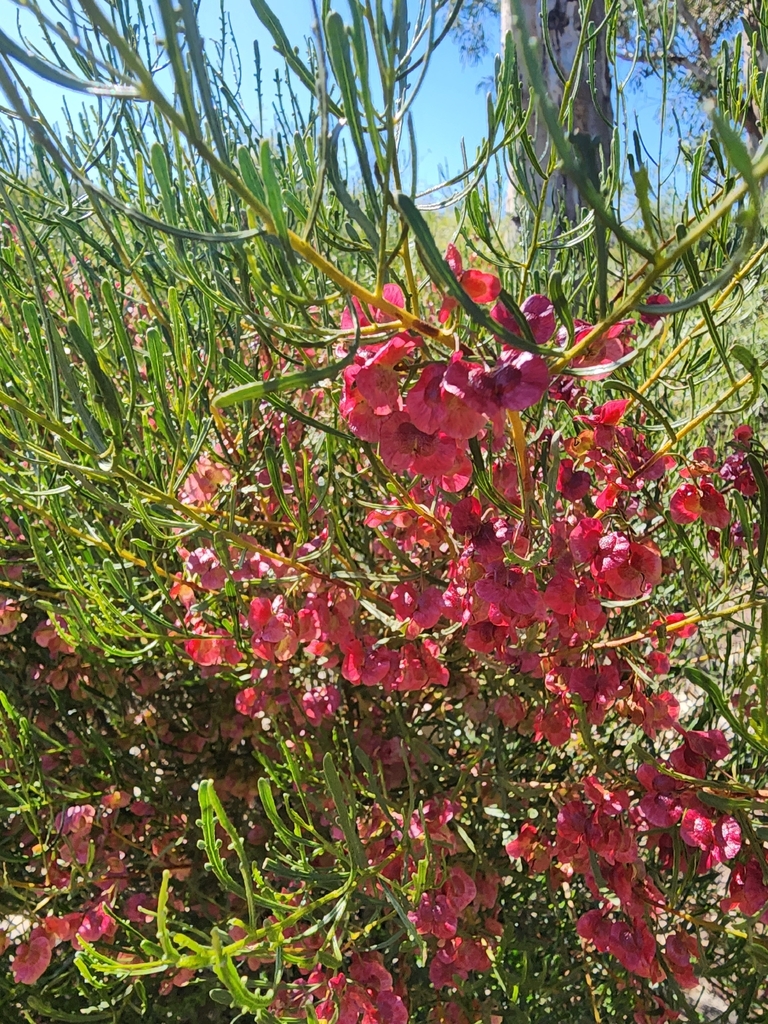lobed hop-bush from Flinders Ranges SA 5434, Australia on August 24 ...