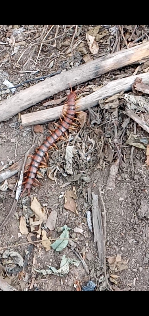 Giant Desert Centipede from Mazatlán, Sin., México on February 01, 2020 ...