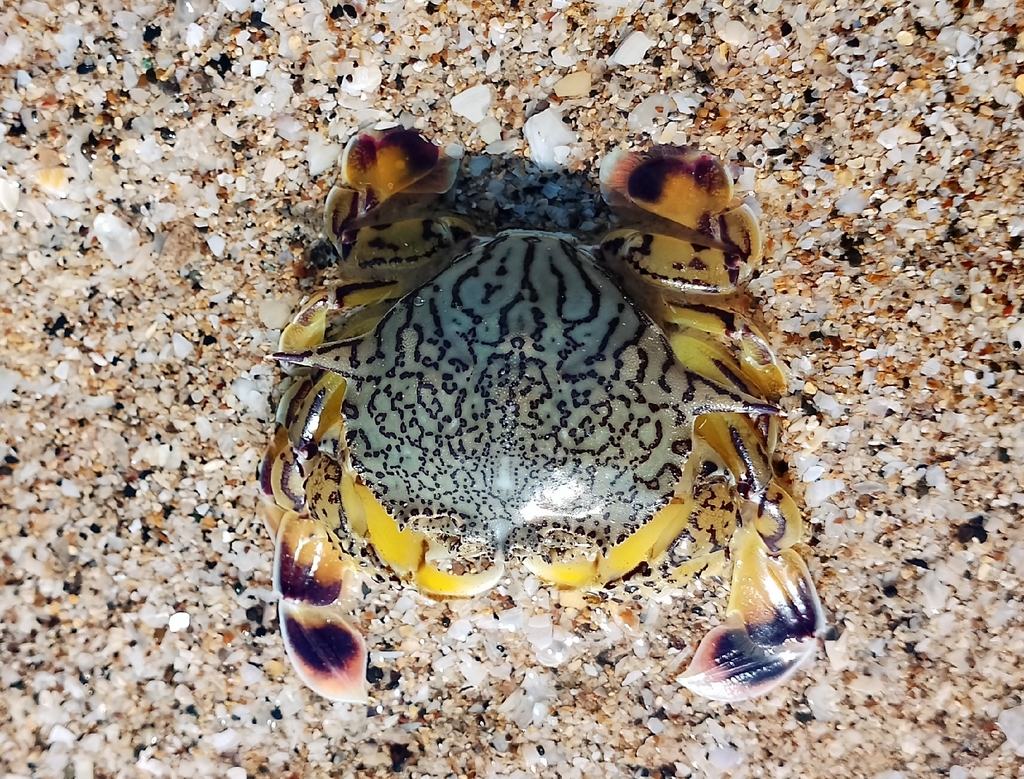 Flower Moon Crab from XR38+34C, Chowpatty, Girgaon, Mumbai, Maharashtra ...
