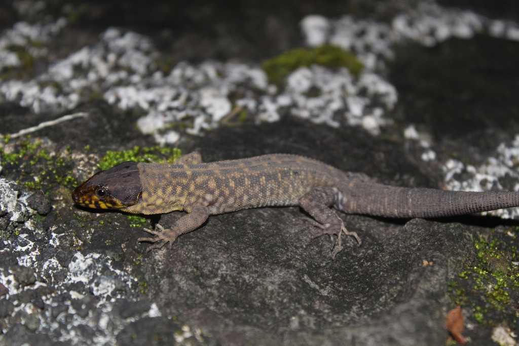 Pajapan Tropical Night Lizard from Km. 30 carretera Catemaco Montepio ...