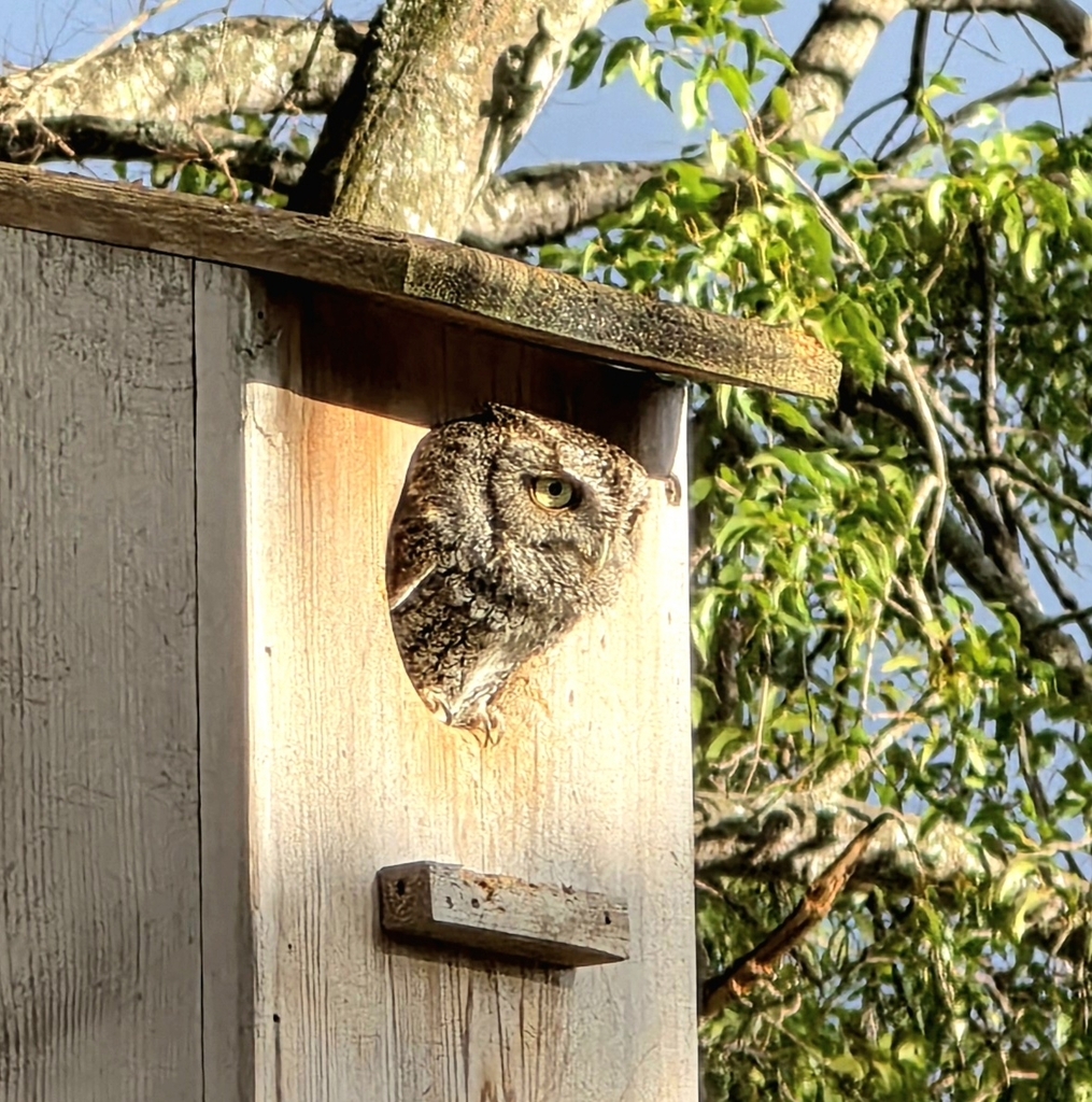 Eastern Screech-Owl from University Drive & Riverside Drive, Coral ...