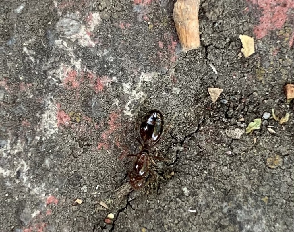 Red Imported Fire Ant from Universidad Nacional Autonoma de Mexico ...