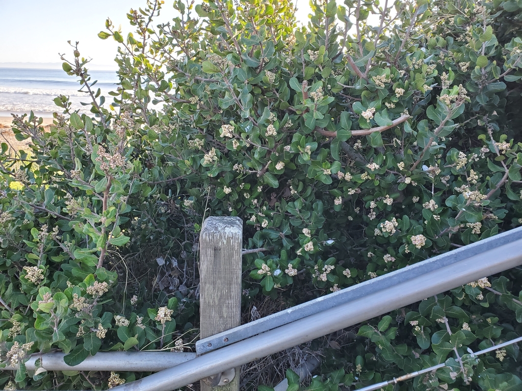 lemonade berry from 887, Santa Barbara, CA 93106, USA on February 1 ...