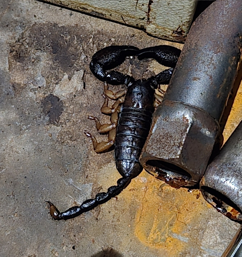 Tree Docile Scorpion from Kruger Park, South Africa on January 10, 2026 ...