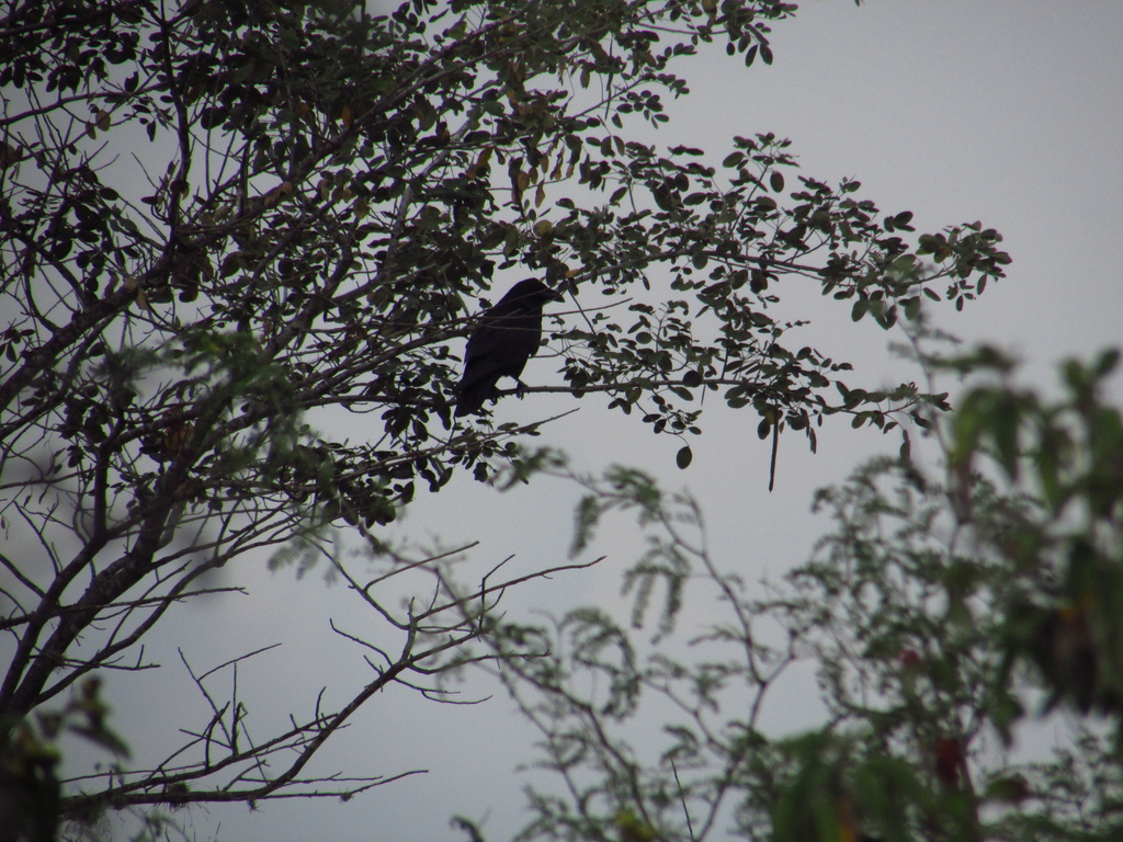 Common Raven from San Ciro de Acosta, S.L.P., Mexico on December 27 ...