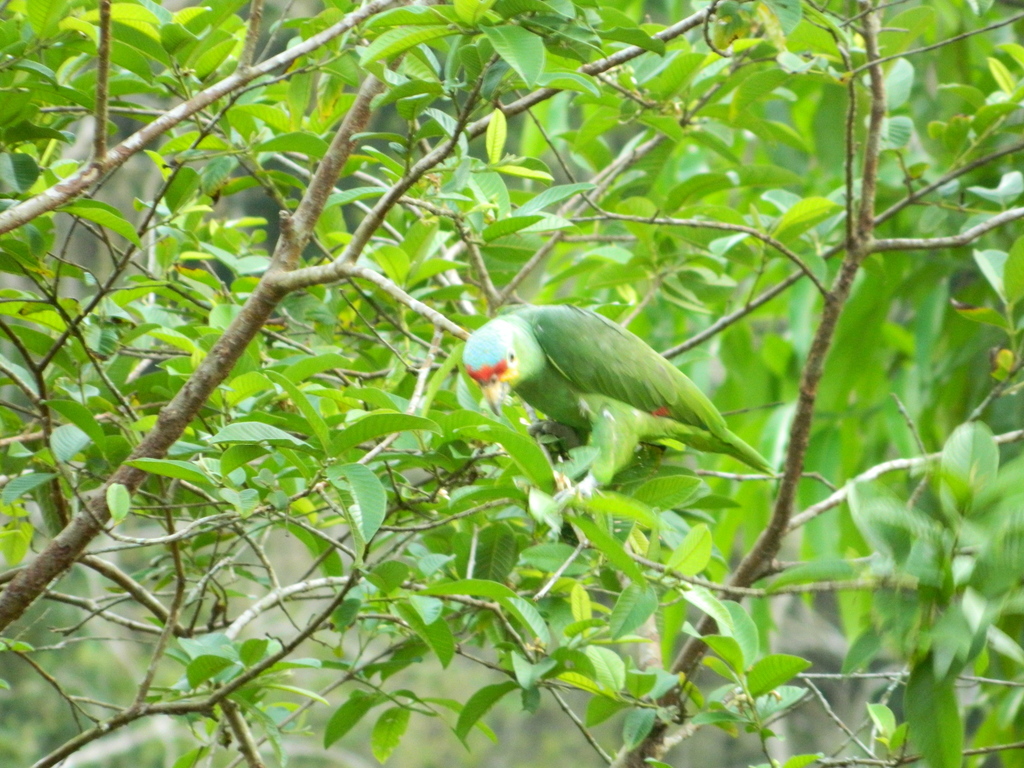 Red-lored Parrot in May 2017 by Hazete Martínez-Nolasco · iNaturalist