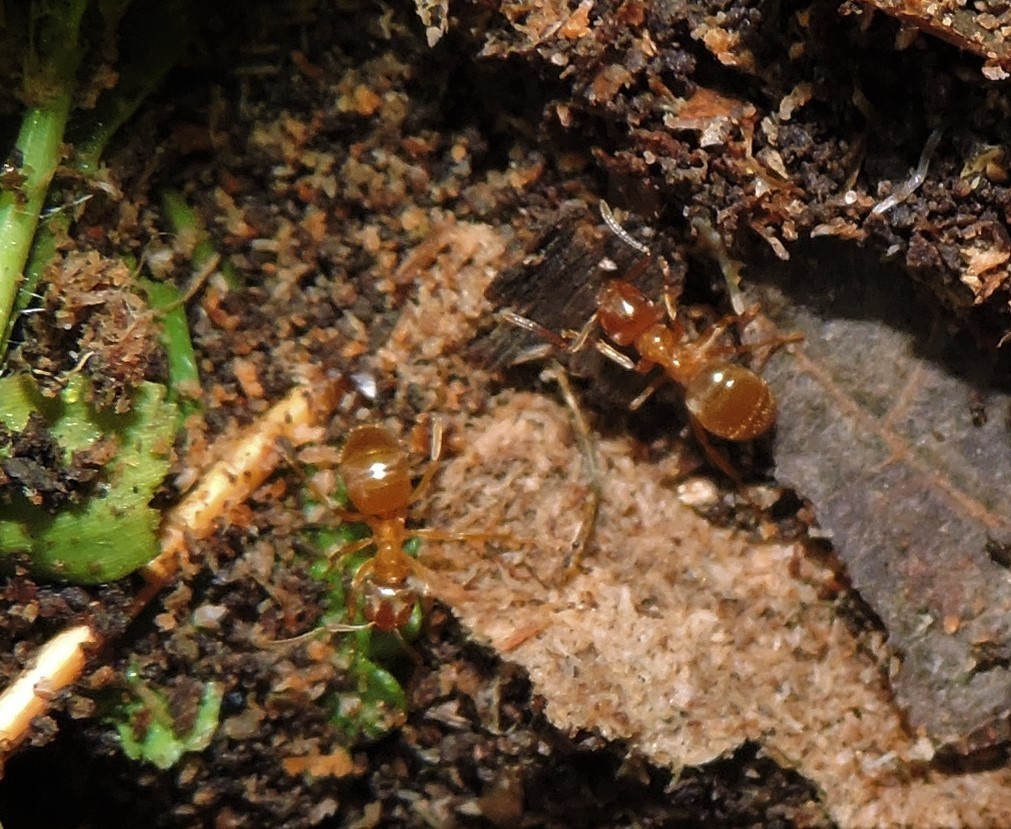 Shaded Fuzzy Ant from Smyth County, VA, USA on June 27, 2019 at 09:34 ...
