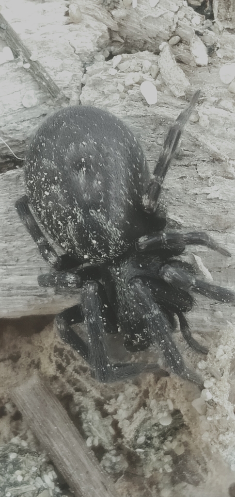 House Spiders from Waipatiki Beach on February 2, 2020 at 12:42 PM by ...