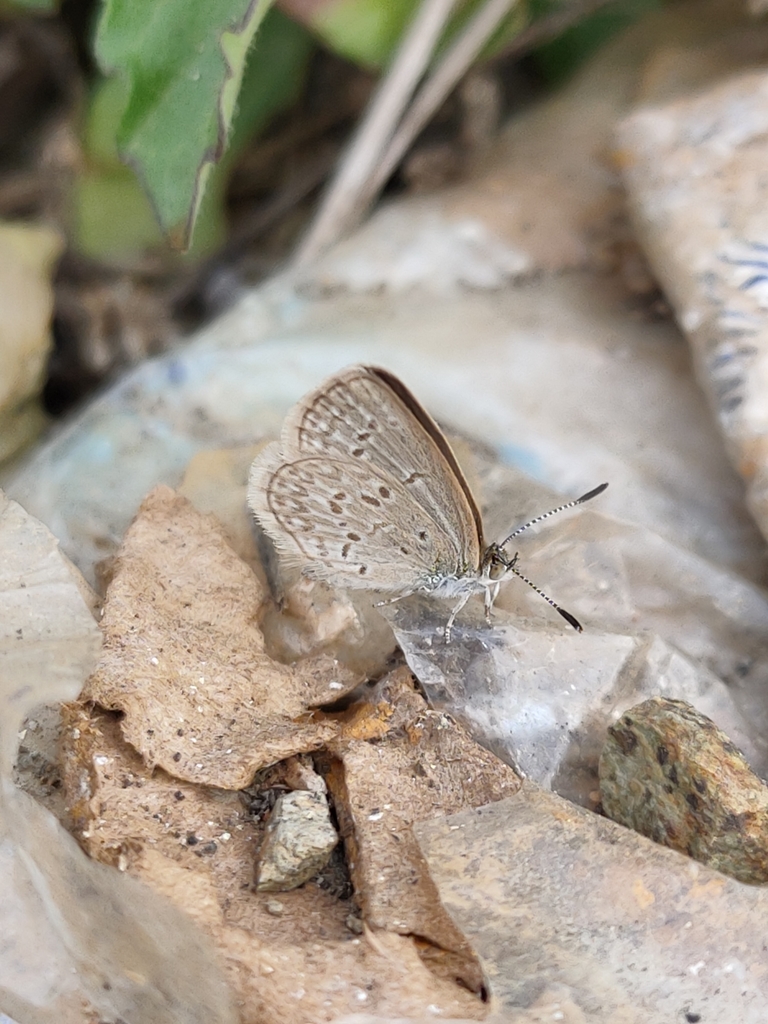 Lesser Grass Blue from Dela Paz, Padilla, Antipolo, Rizal, Philippines ...