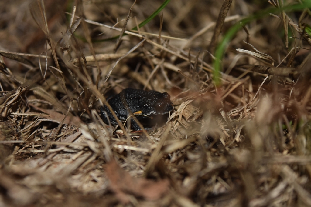 Brown Toadlet from Fingal Bay NSW 2315, Australia on January 27, 2020 ...