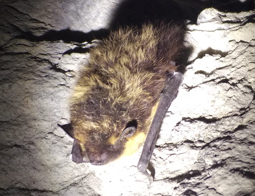 Northern Bat in February 2020 by fledirina. Picture taken during ...
