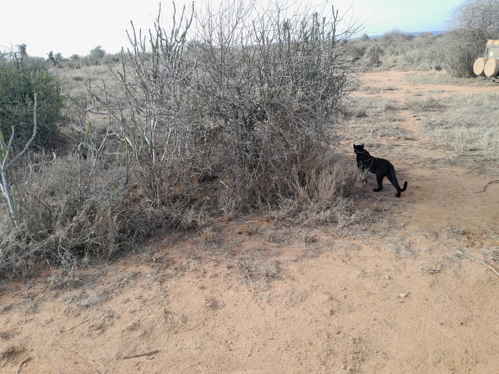African Leopard in January 2026 by Alexander Kirkpatrick-De La Fuente ...