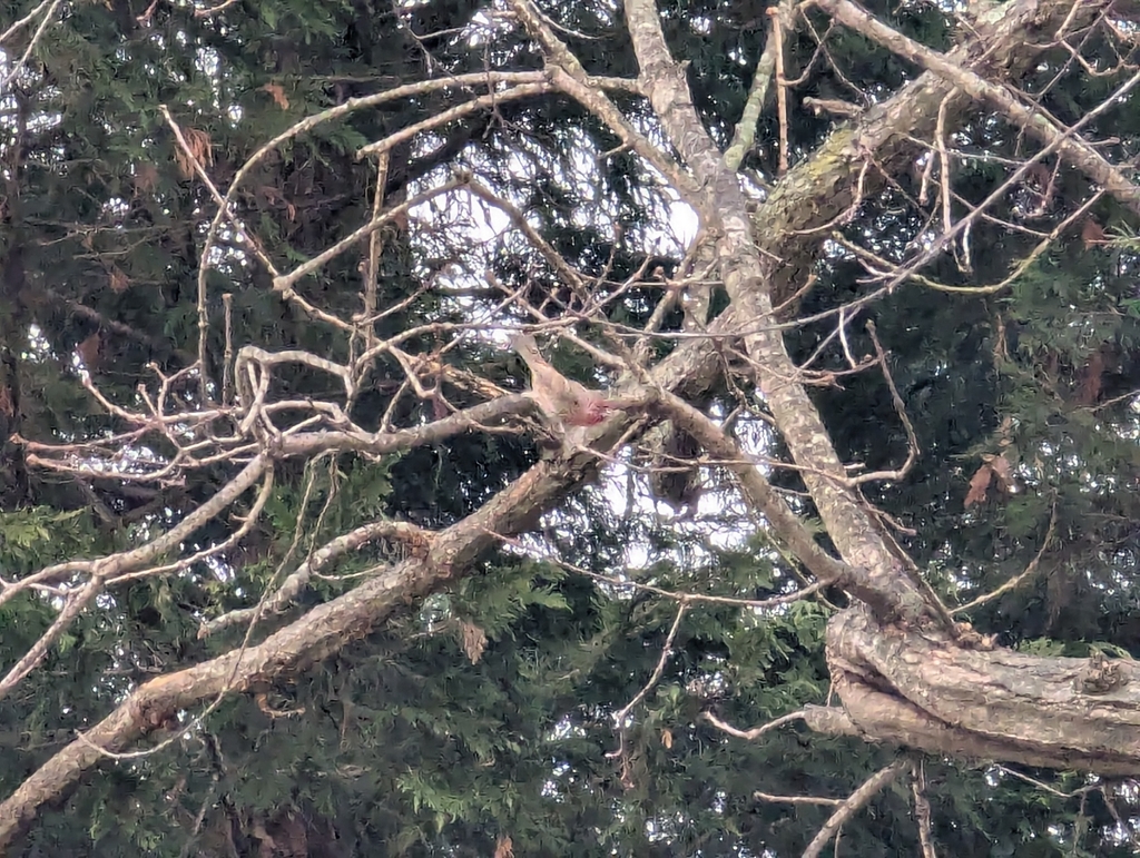 House Finch in January 2026 by Luca Marrano · iNaturalist