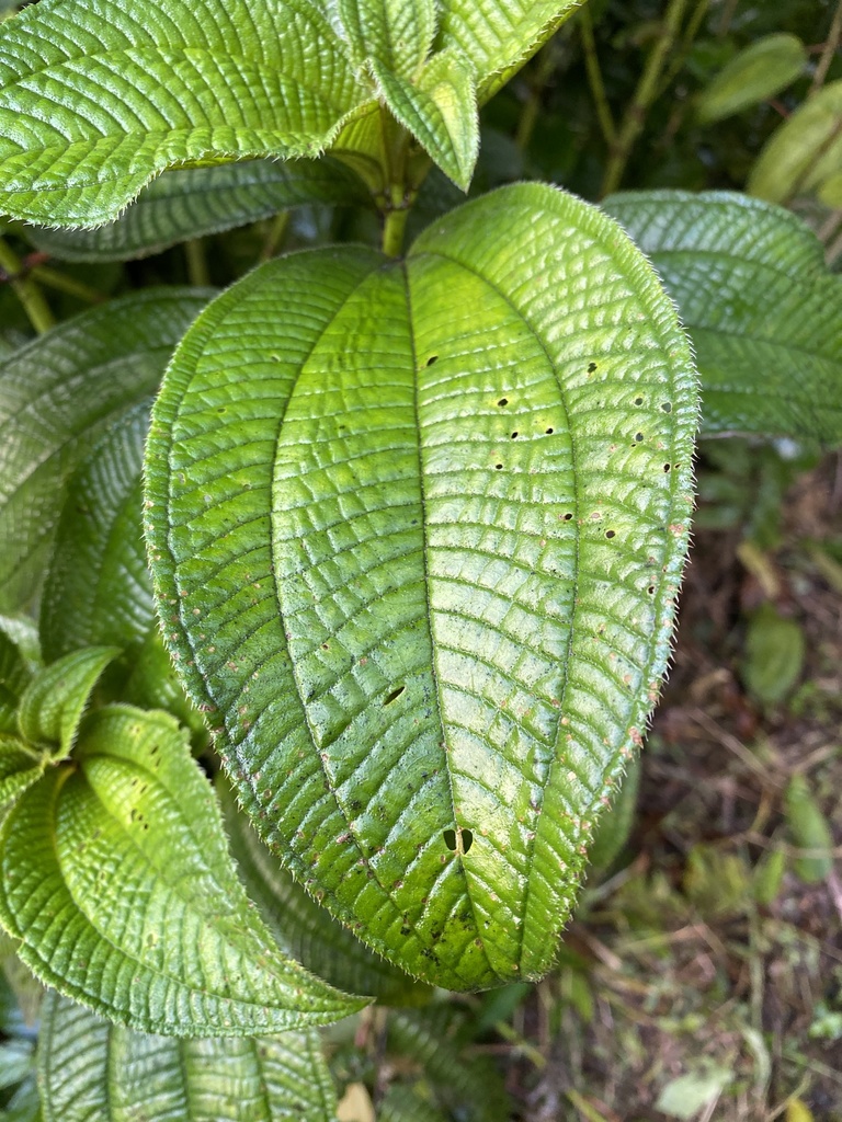 Terciopelo from El Yunque National Forest, Rio Grande, PR, US on ...