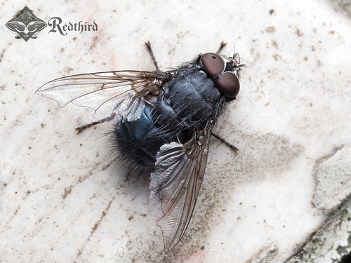 Calliphora pattoni · iNaturalist