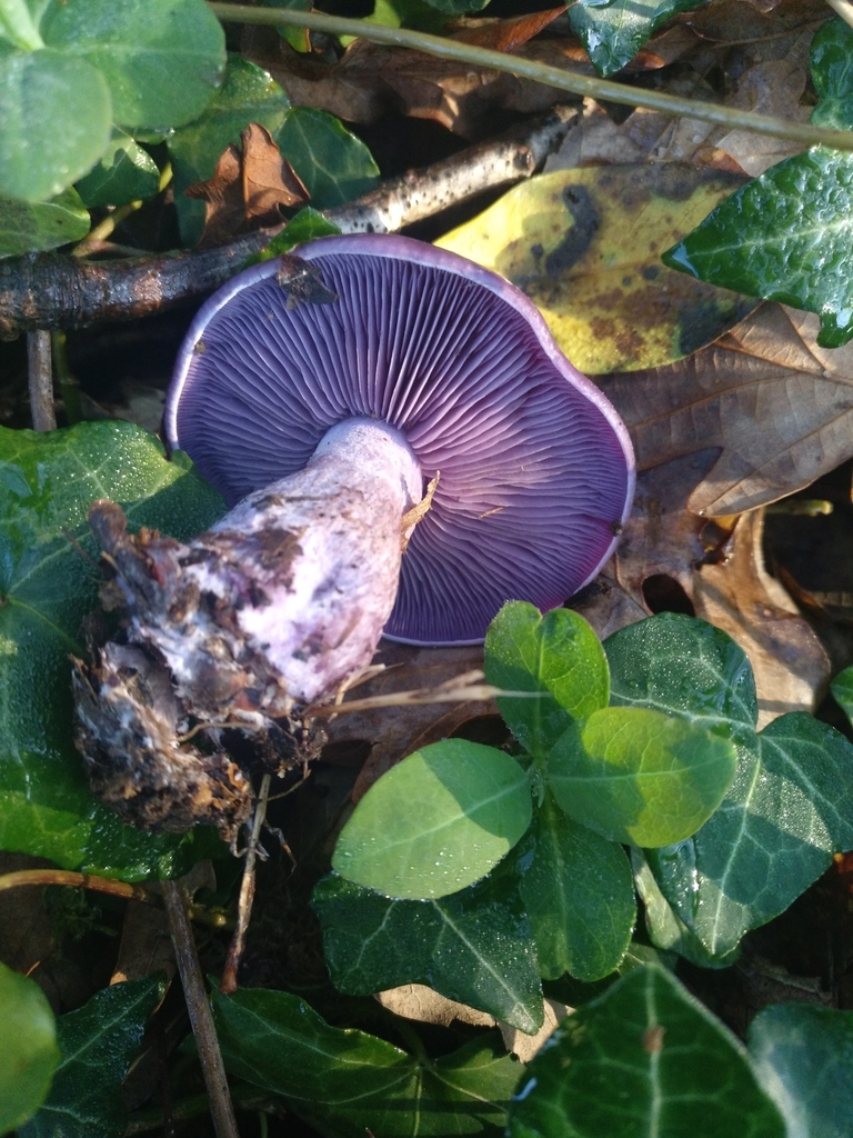 Blewit from 15898 Santiago de Compostela, La Coruña, España on February ...