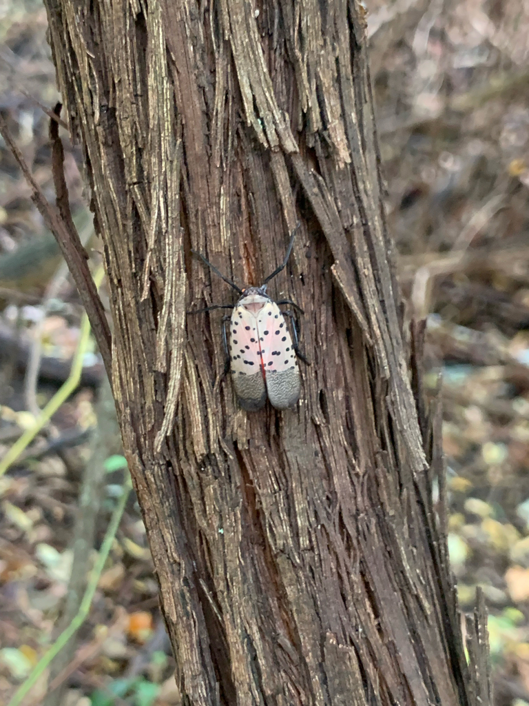 Spotted Lanternfly from Centre Ave, Pittsburgh, PA, US on October 22 ...