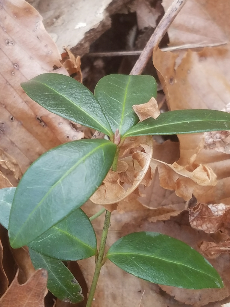 lesser periwinkle from 9013 Old Holly Rd, Richmond, VA 23235, USA on ...