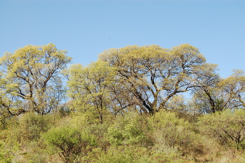 Schinopsis haenkeana · iNaturalist